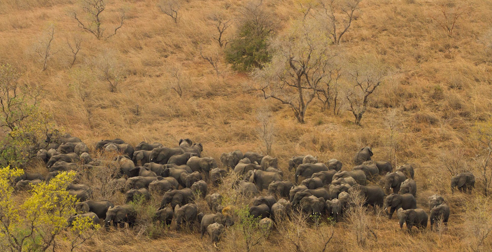 Elephants Without Borders - Wild Philanthropy